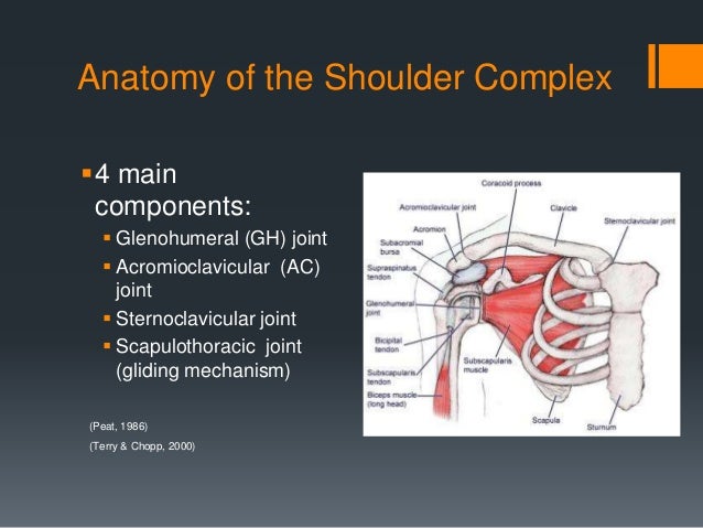 Reverse Total Shoulder Replacement: Anatomy, Rehabilitation, and Clin…