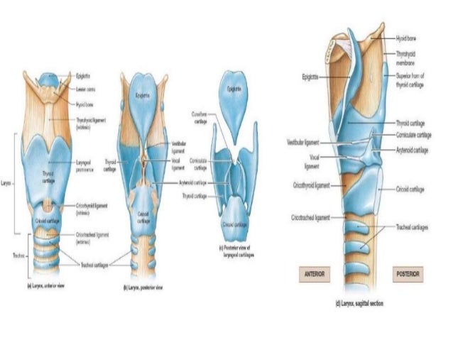Rt techniques in ca larynx