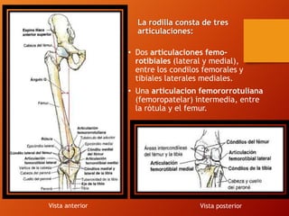 Huesos y Articulaciones del Pie | PPTX