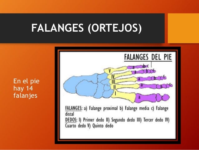 Huesos y Articulaciones del Pie