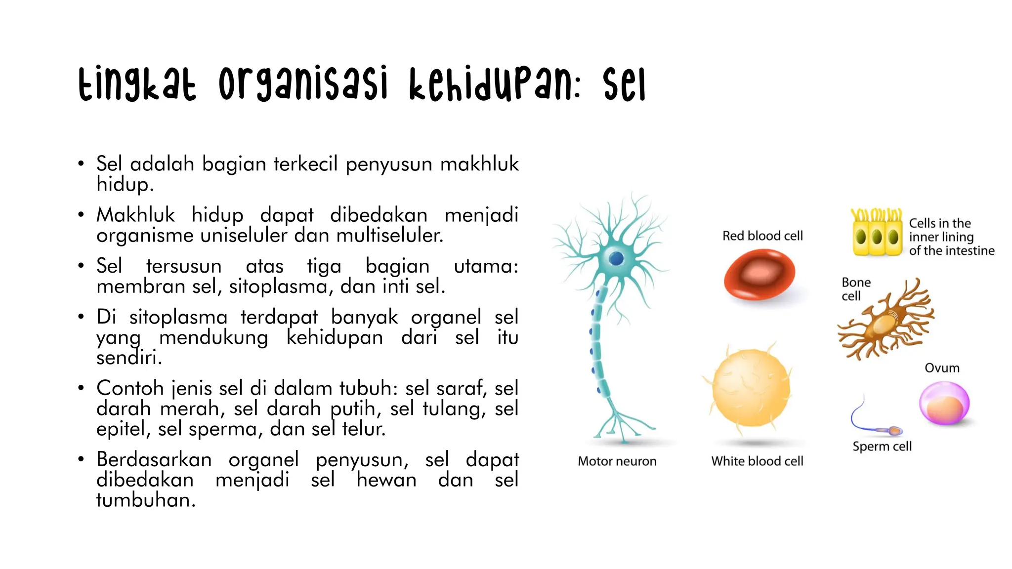 Ruang lingkup biologi, materi kelas 10 SMA | PDF