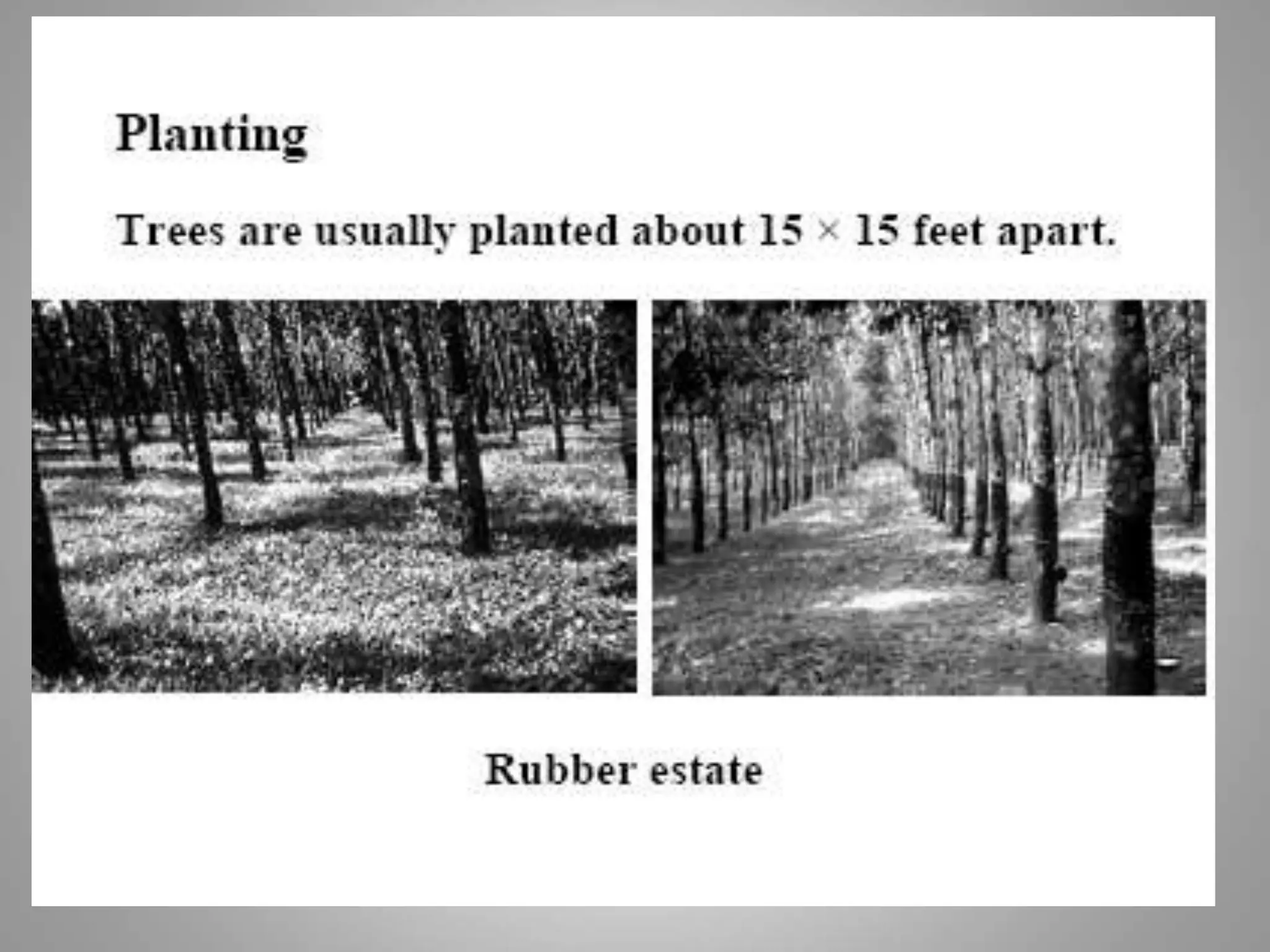 RUBBER-PPT.pdf