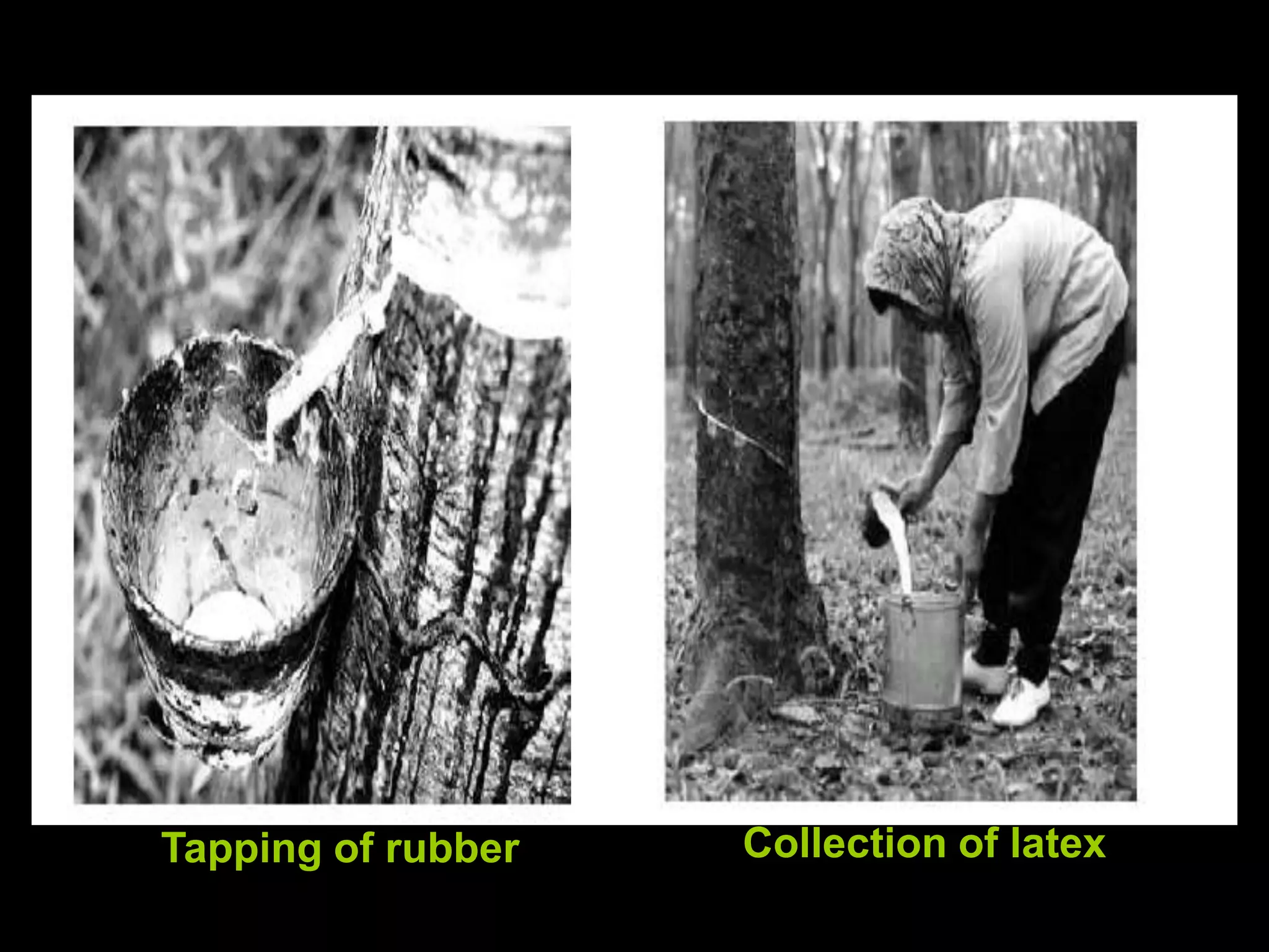 RUBBER-PPT.pdf