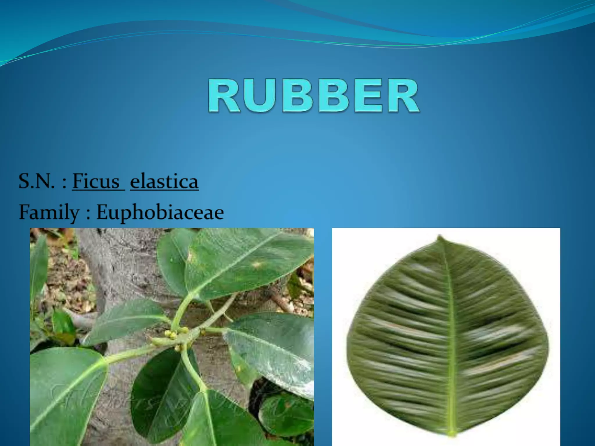 Cultivation practices of Rubber | PPTX