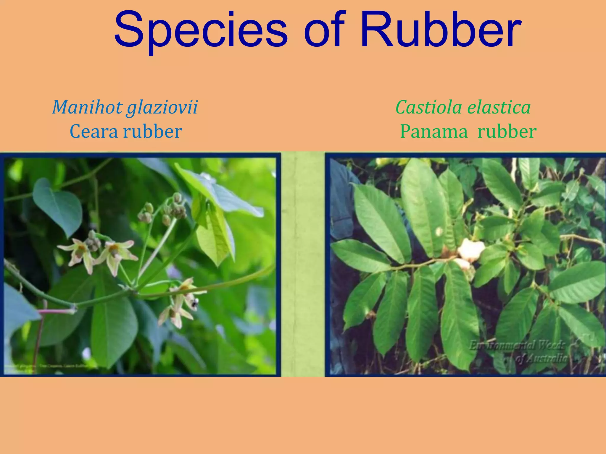 RUBBER CULTIVATION | PPTX