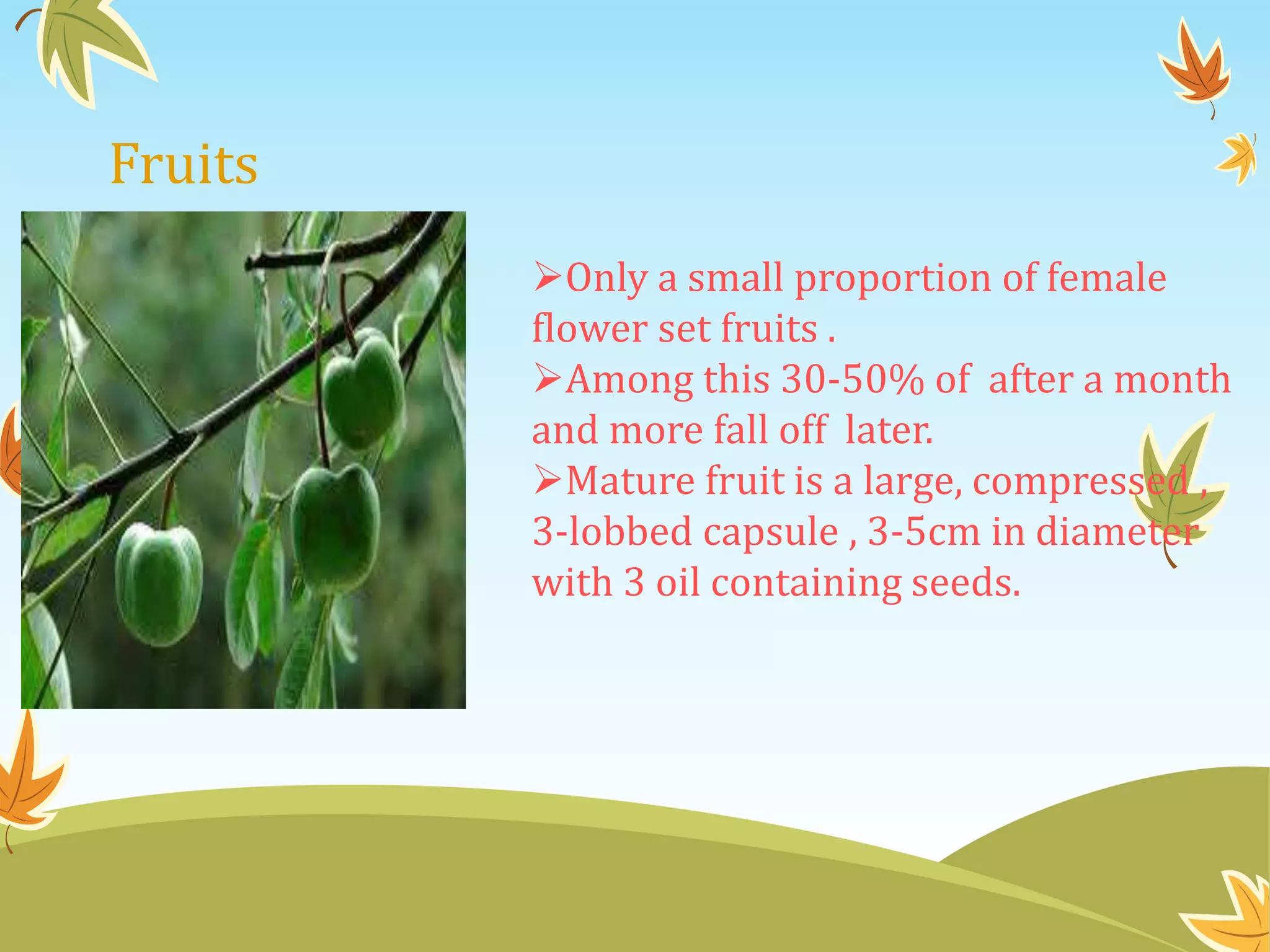 RUBBER CULTIVATION | PPTX