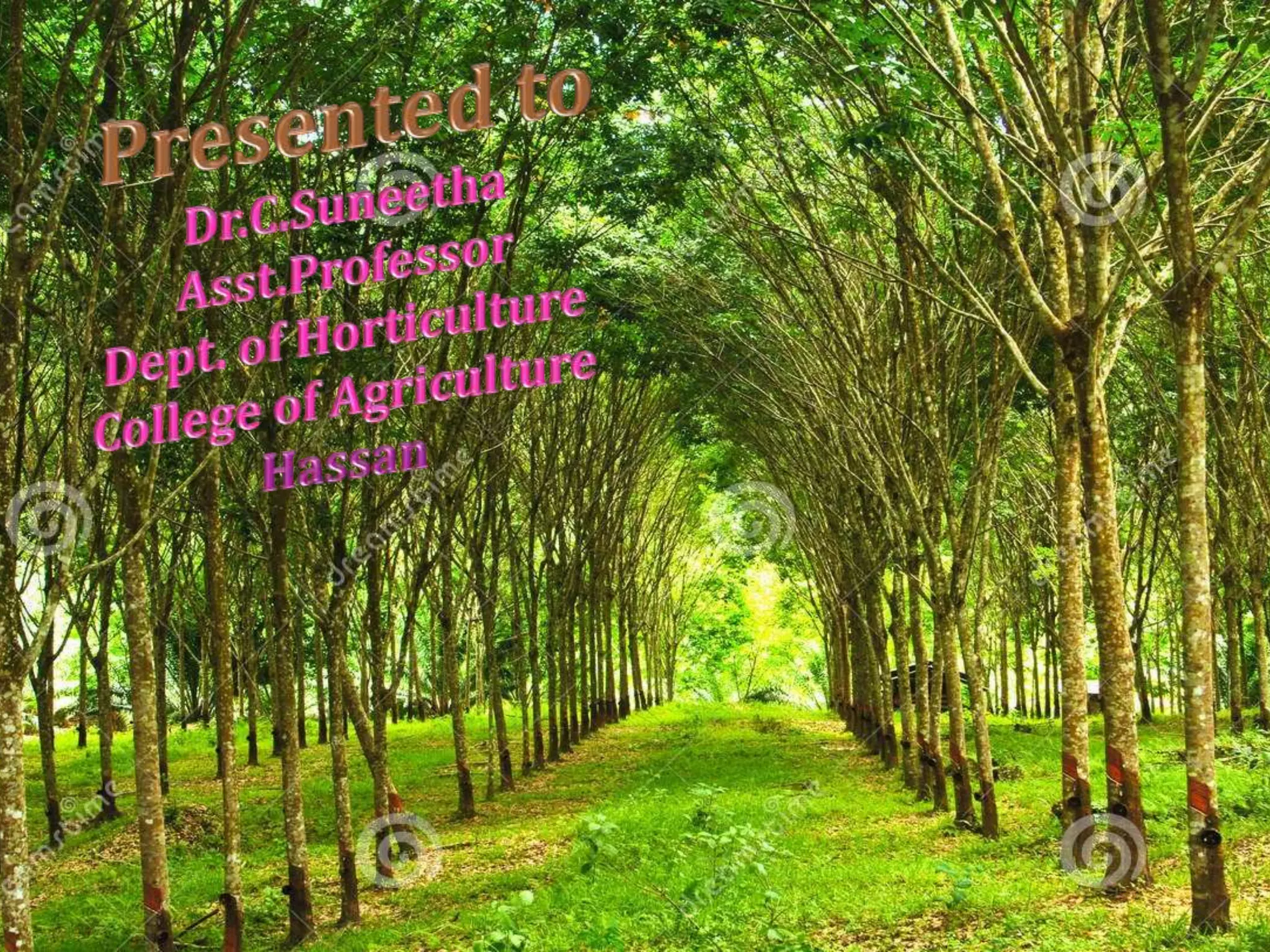 RUBBER CULTIVATION | PPTX