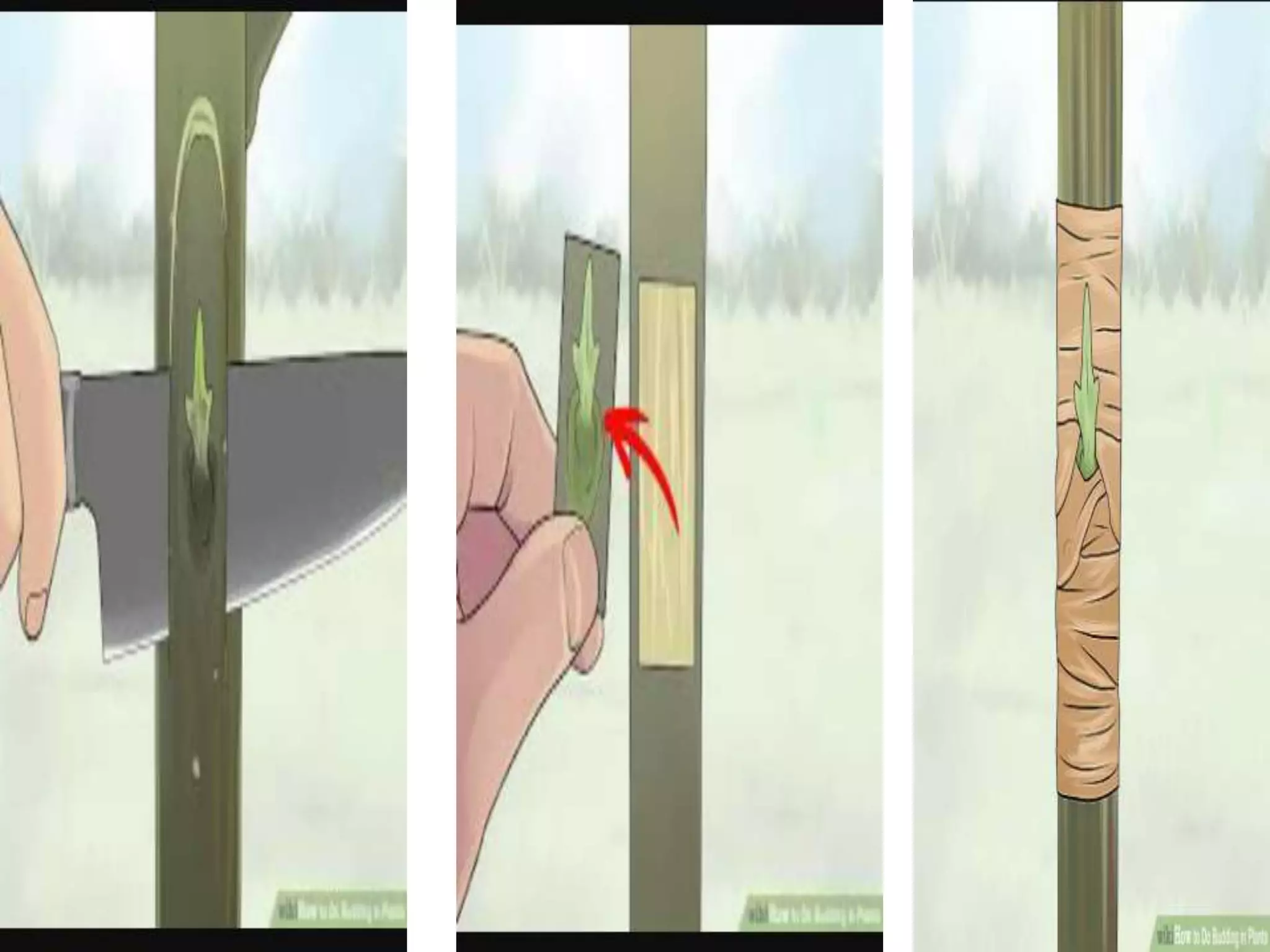 RUBBER CULTIVATION | PPT