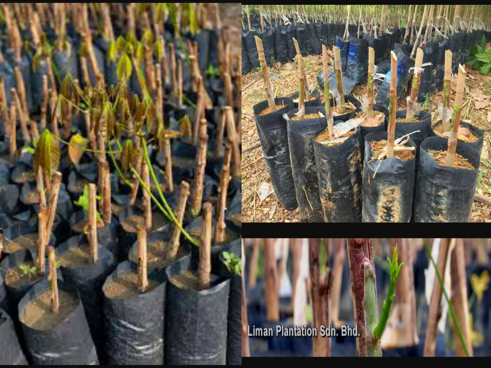 RUBBER CULTIVATION | PPTX