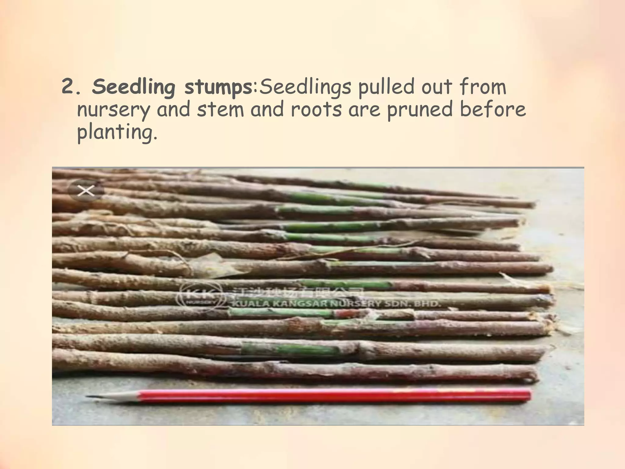 RUBBER CULTIVATION | PPTX