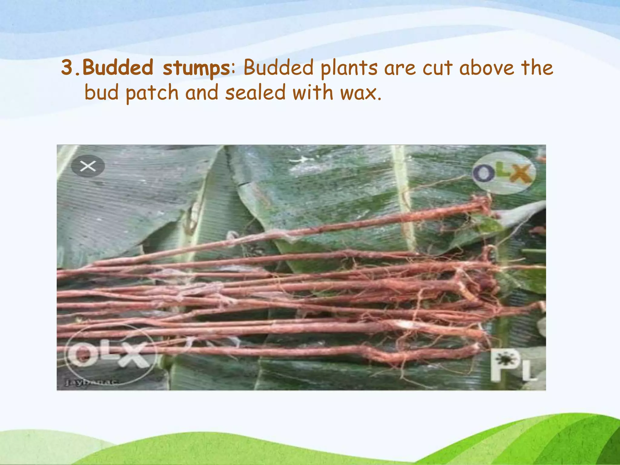 RUBBER CULTIVATION | PPTX