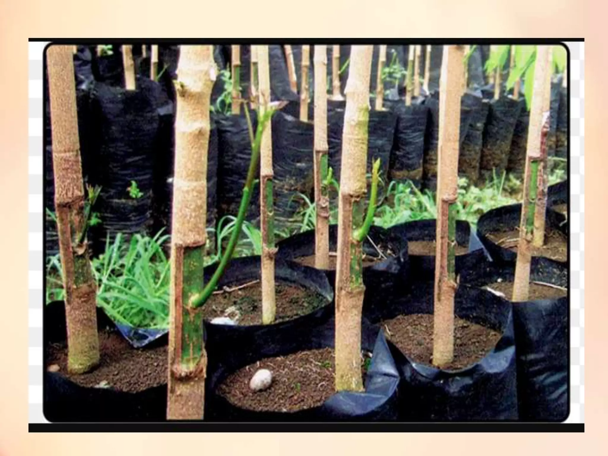 RUBBER CULTIVATION | PPTX