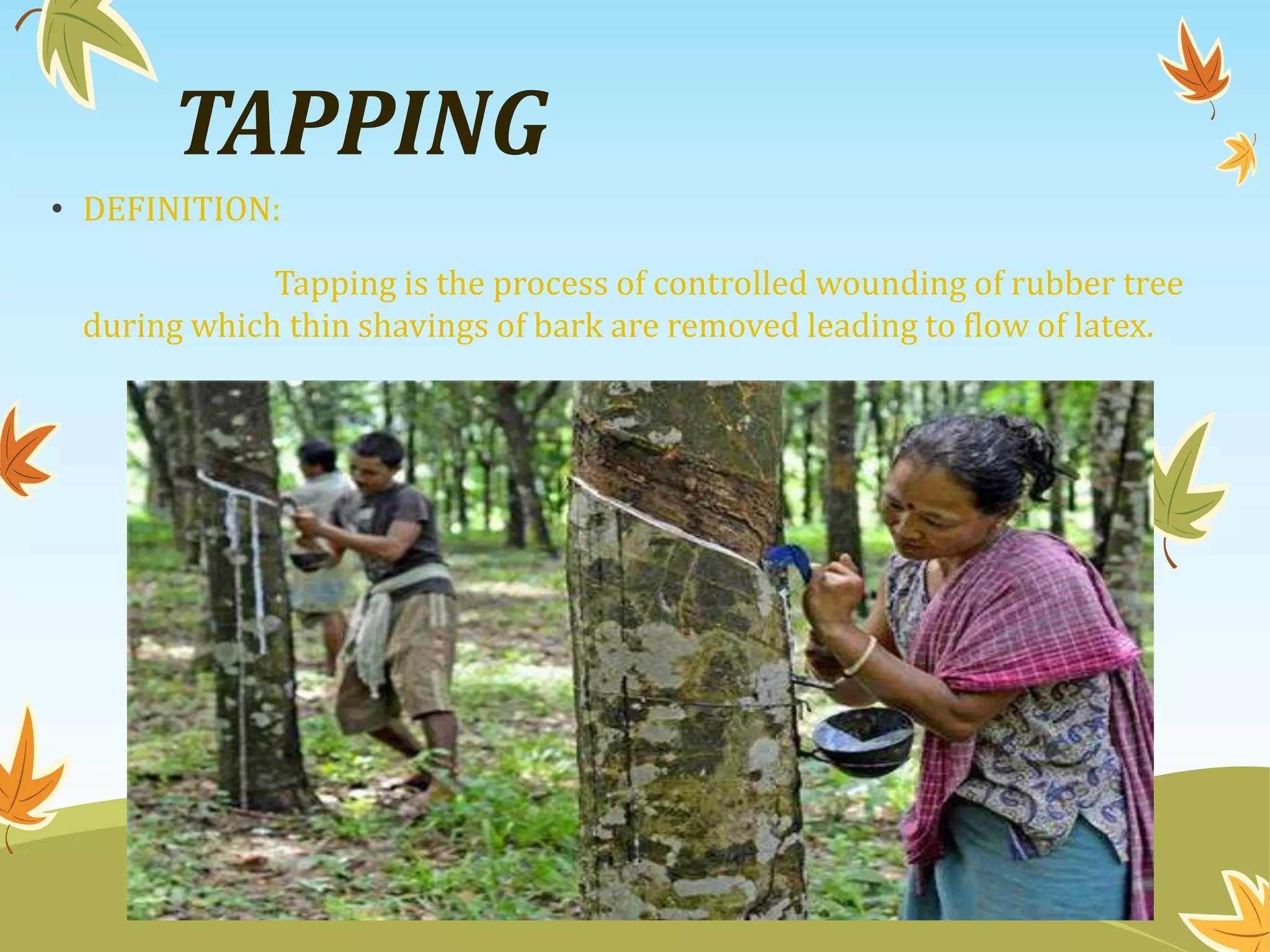 RUBBER CULTIVATION | PPTX