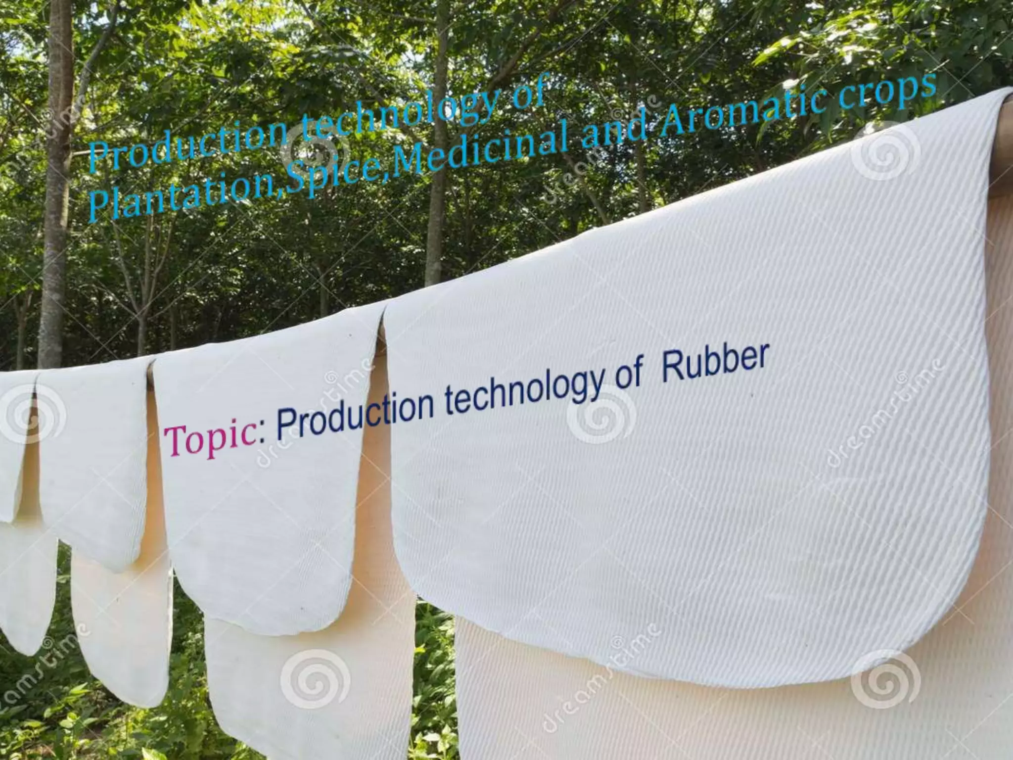 RUBBER CULTIVATION | PPTX