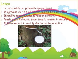 RUBBER CULTIVATION | PPTX