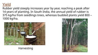 Production Technology of Rubber......... | PPTX