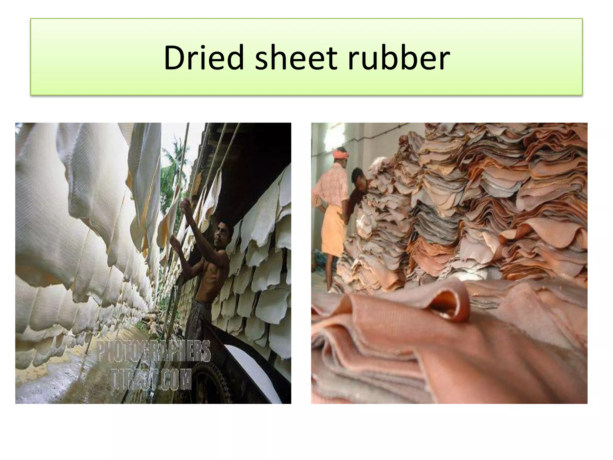 Rubber hrvest and processing 3 | PPTX