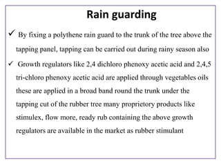 Rubber hrvest and processing 3 | PPTX