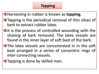 Rubber hrvest and processing 3 | PPTX