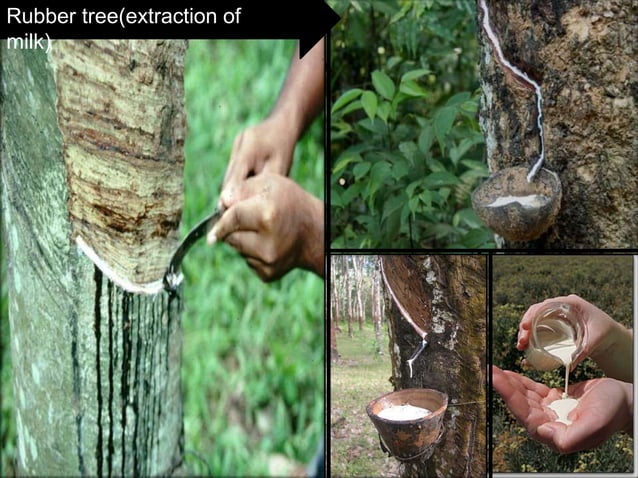 Rubber ppt | PPTX