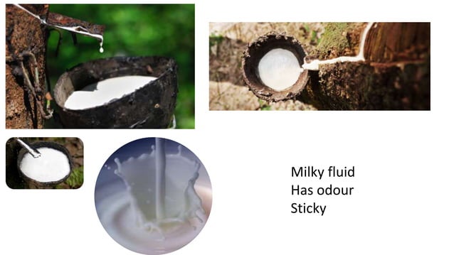 Rubber processing 1 | PPTX