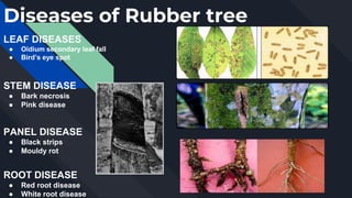 Rubber tree disesae | PPTX