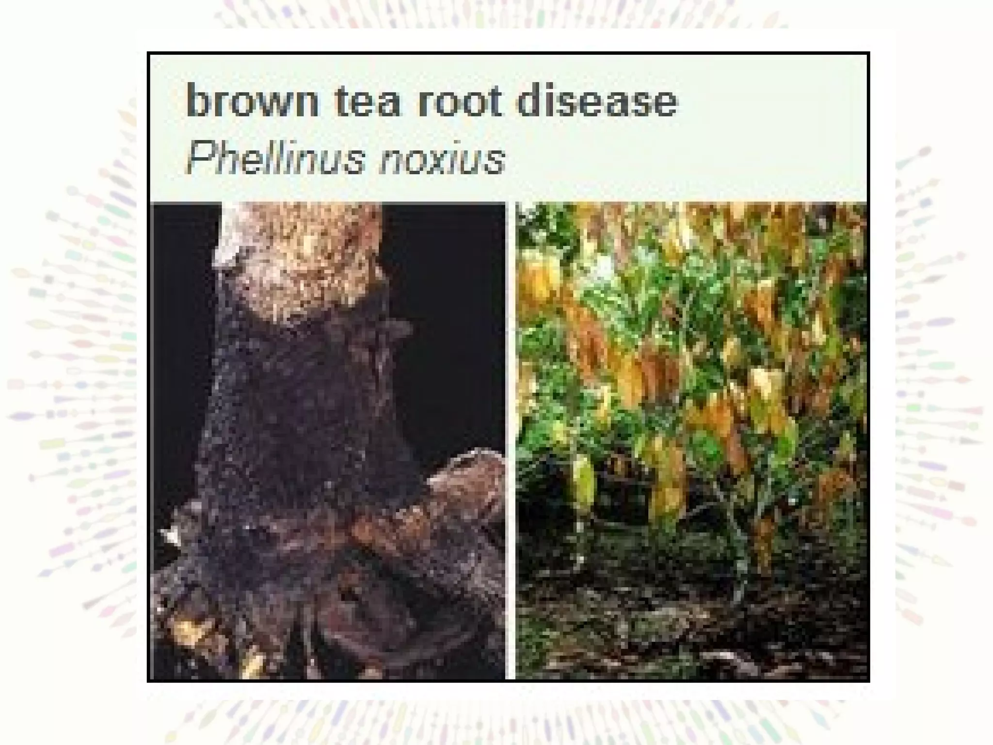 A Pictorial Compendium of Insect Pests, Fungal Pathogens, Sapro- and ...