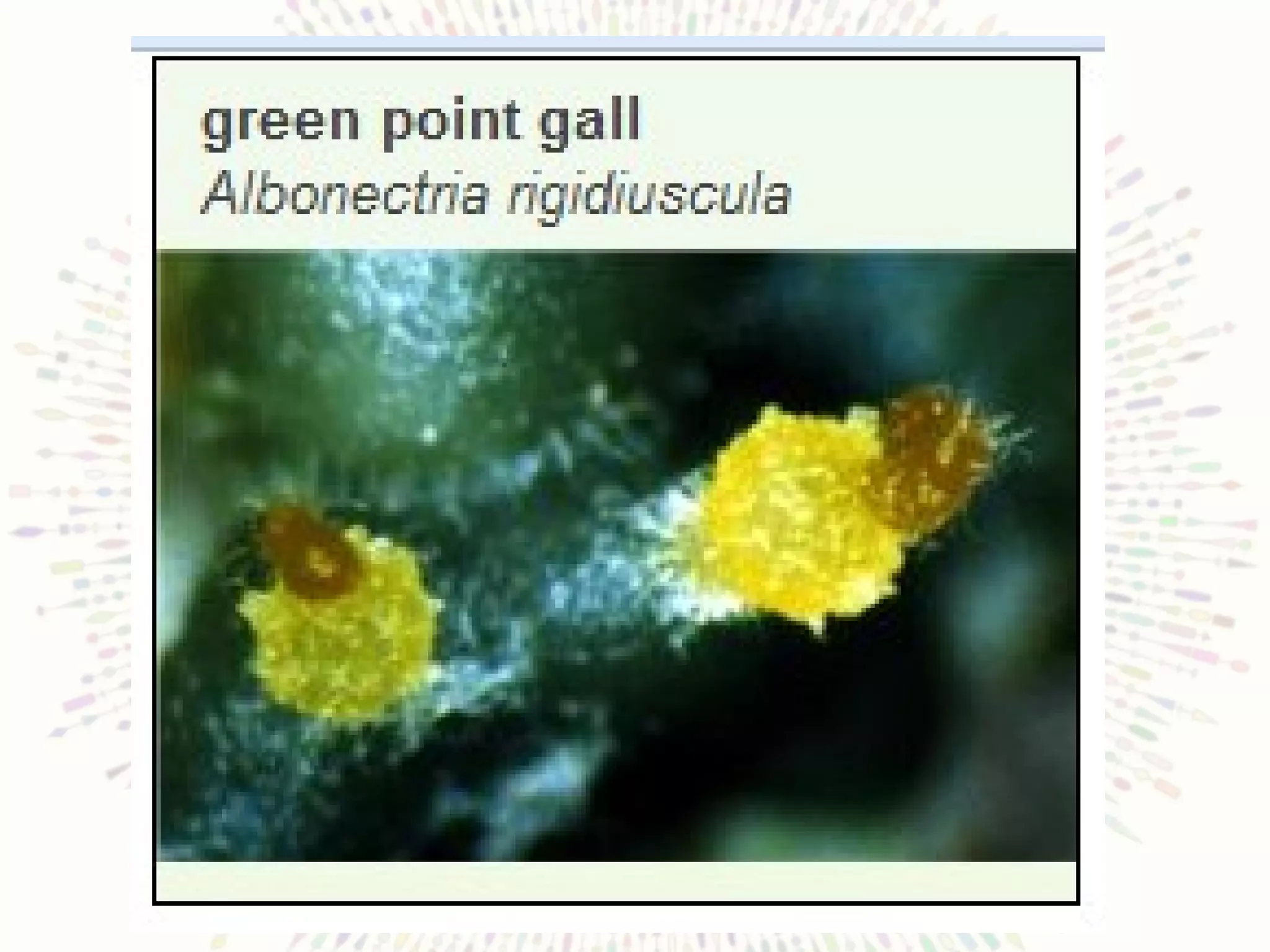 A Pictorial Compendium of Insect Pests, Fungal Pathogens, Sapro- and ...