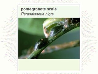 A Pictorial Compendium of Insect Pests, Fungal Pathogens, Sapro- and ...