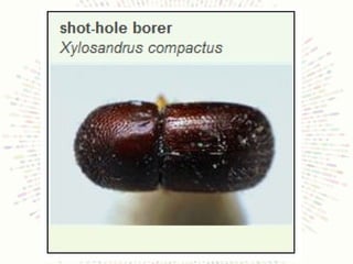 A Pictorial Compendium of Insect Pests, Fungal Pathogens, Sapro- and ...