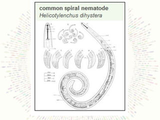 A Pictorial Compendium of Insect Pests, Fungal Pathogens, Sapro- and ...