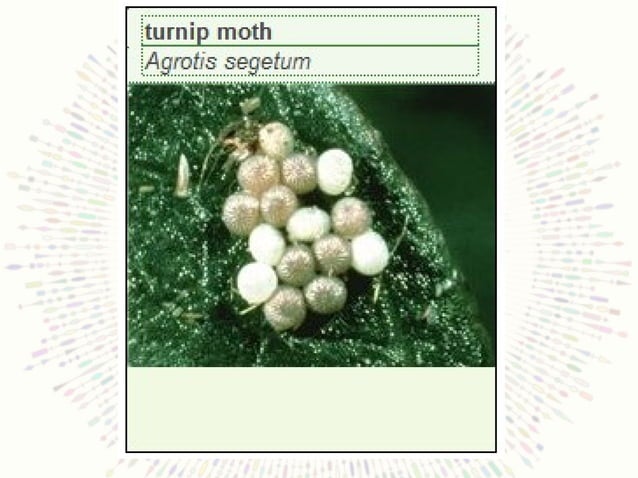A Pictorial Compendium of Insect Pests, Fungal Pathogens, Sapro- and ...