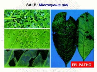 A Pictorial Compendium of Insect Pests, Fungal Pathogens, Sapro- and ...
