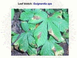 A Pictorial Compendium of Insect Pests, Fungal Pathogens, Sapro- and ...