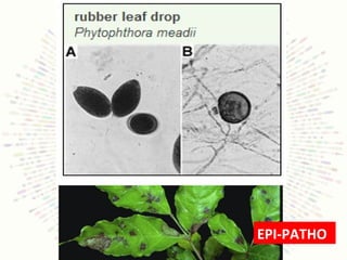 A Pictorial Compendium of Insect Pests, Fungal Pathogens, Sapro- and ...