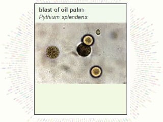 A Pictorial Compendium of Insect Pests, Fungal Pathogens, Sapro- and ...