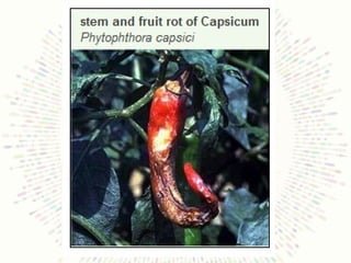 A Pictorial Compendium of Insect Pests, Fungal Pathogens, Sapro- and ...