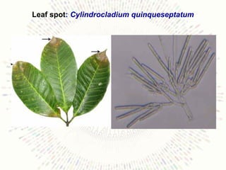 A Pictorial Compendium of Insect Pests, Fungal Pathogens, Sapro- and ...