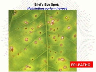 A Pictorial Compendium of Insect Pests, Fungal Pathogens, Sapro- and ...