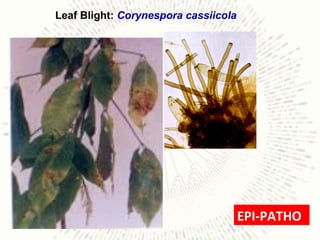 A Pictorial Compendium of Insect Pests, Fungal Pathogens, Sapro- and ...