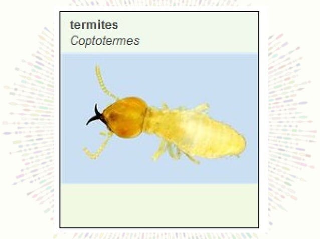 A Pictorial Compendium of Insect Pests, Fungal Pathogens, Sapro- and ...