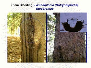 A Pictorial Compendium of Insect Pests, Fungal Pathogens, Sapro- and ...