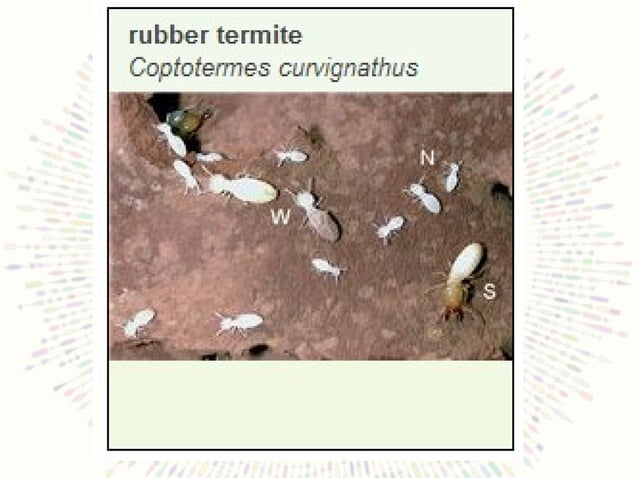 A Pictorial Compendium of Insect Pests, Fungal Pathogens, Sapro- and ...