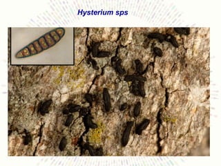 A Pictorial Compendium of Insect Pests, Fungal Pathogens, Sapro- and ...