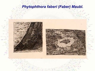 A Pictorial Compendium of Insect Pests, Fungal Pathogens, Sapro- and ...