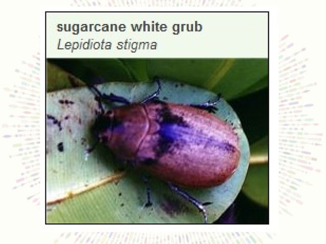 A Pictorial Compendium of Insect Pests, Fungal Pathogens, Sapro- and ...