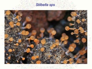 A Pictorial Compendium of Insect Pests, Fungal Pathogens, Sapro- and ...