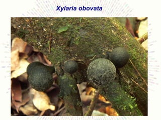 A Pictorial Compendium of Insect Pests, Fungal Pathogens, Sapro- and ...