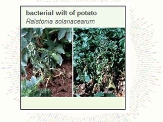 A Pictorial Compendium of Insect Pests, Fungal Pathogens, Sapro- and ...