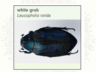 A Pictorial Compendium of Insect Pests, Fungal Pathogens, Sapro- and ...